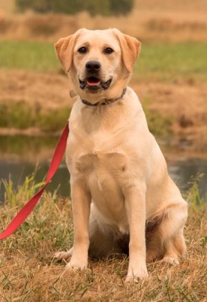 Rocking M’s Benelli of Umpqua River - Umpqua River Labrador Retrievers